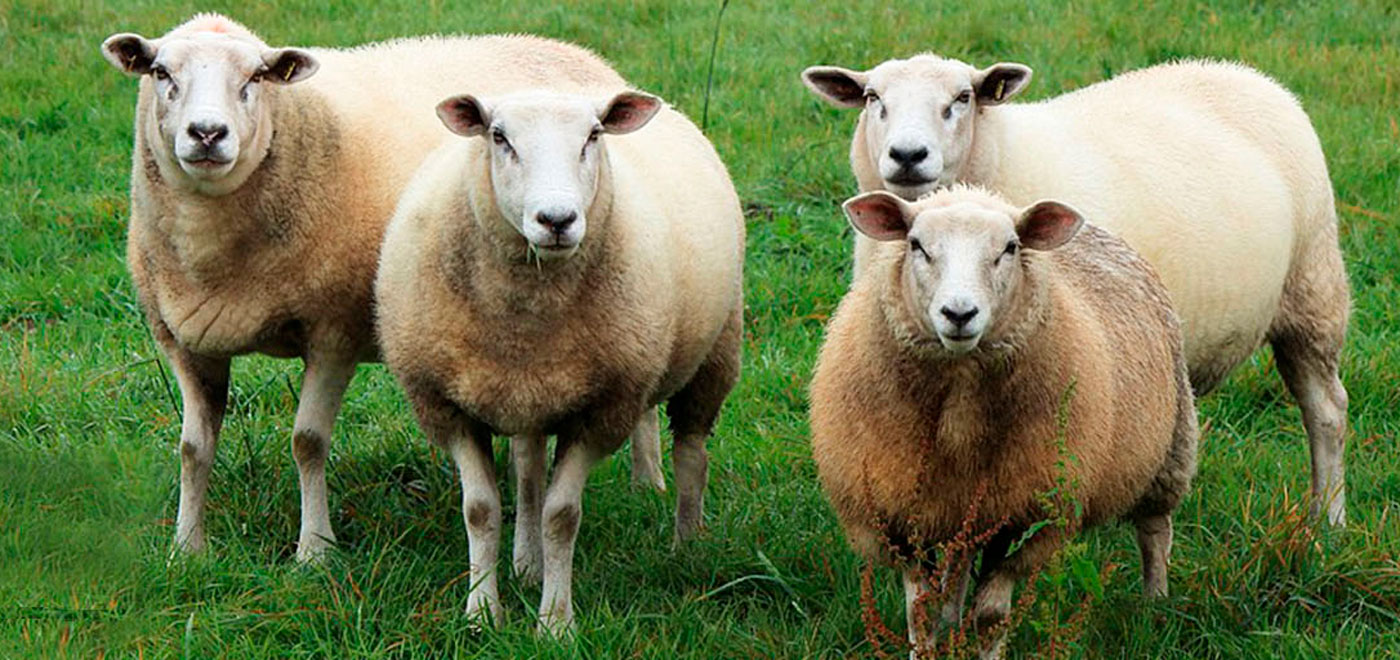 TMPMéxico | Pequeños rumiantes