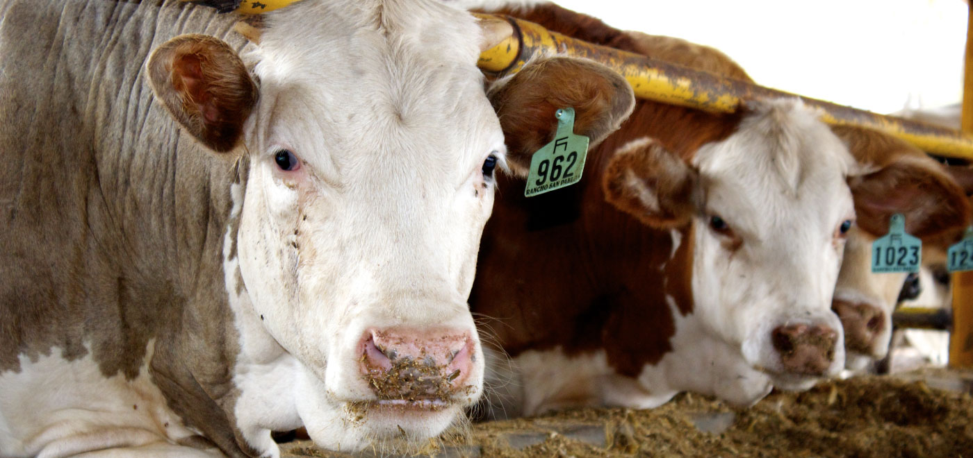 TMPMéxico | Protein Enhancer®